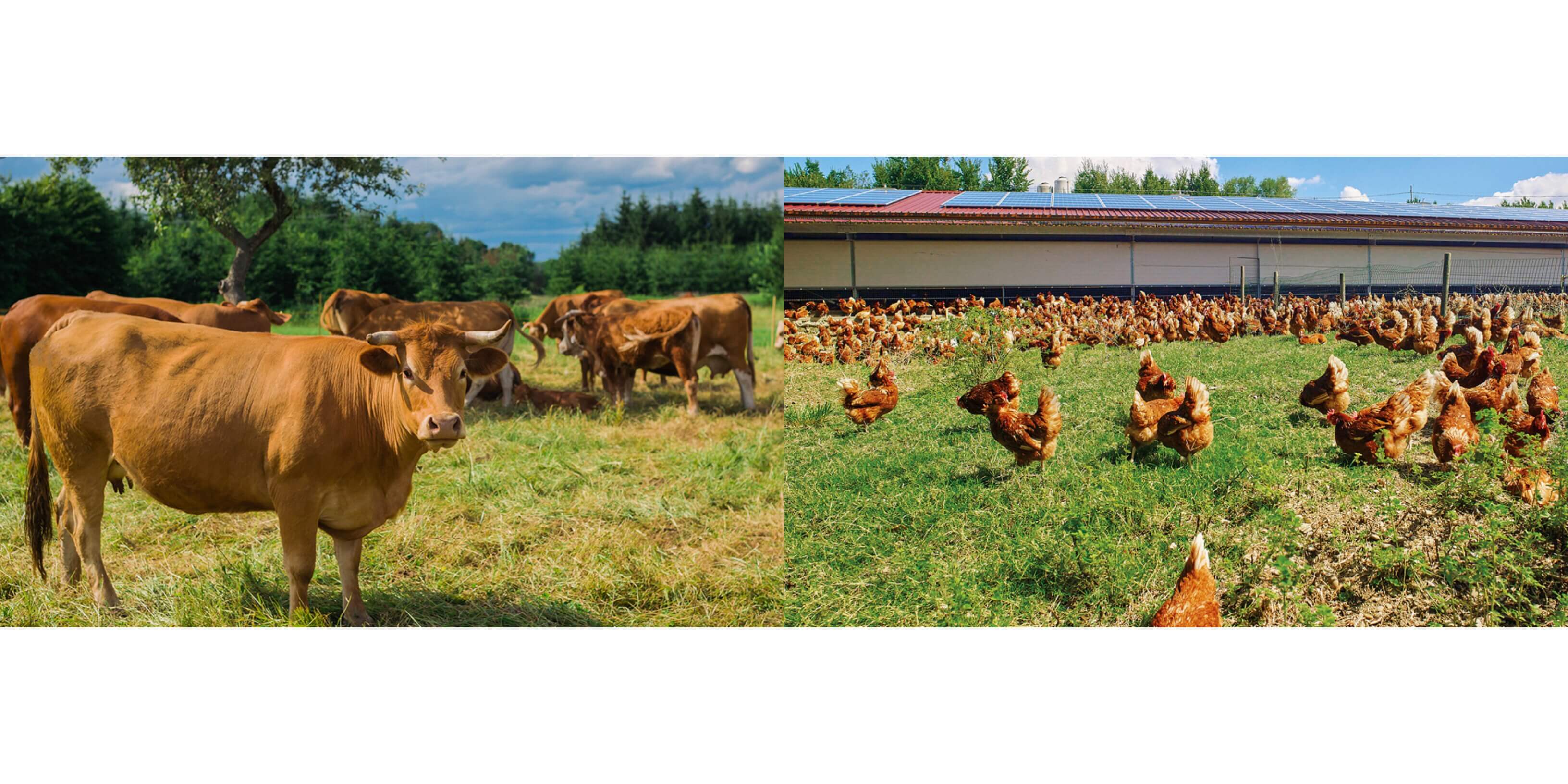 Molasses storage tanks - selip.biz